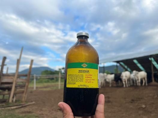 วิธีฉีดยาวัว ยาบำรุง กี่ cc ฉีดตรงไหน ใช้เข็มเบอร์อะไร วิธีฉีดยาถ่ายวัว ...